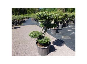 4251740125058 - Olivenbaum 5 Pon Pon Bonsai Formgehölz Gartenbonsai Olea europaea Olive winterhart