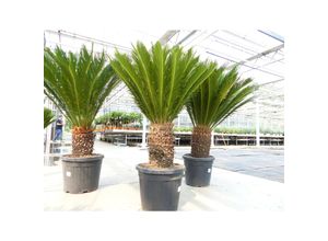 4251740124969 - Mega Palmfarn 140 - 160 cm Cycas Revoluta bis 90 cm Stammumfang Sagopalme Palme innen + außen
