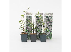 7428471531459 - Plant in a Box - Sternjasmin - 3 Stk - Trachelospermum jasminoides - Höhe 25-40cm - Topf 9cm
