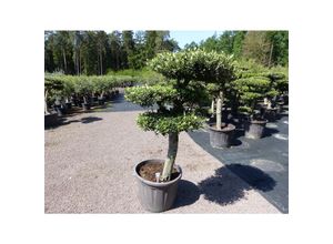 4251740125072 - Olivenbaum 4 Pon Pon Bonsai Formgehölz Gartenbonsai Olea europaea Olive winterhart