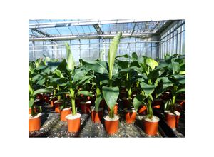 4251740124976 - Bananenstaude Musa Basjoo 80 - 100 cm winterhart Staude japanische Faserbanane