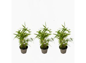 8721278900886 - Plant in a Box - Bambus - 3er-Set - Fargesia nitida Black Dragon - Höhe 25-40cm - Topf 14cm