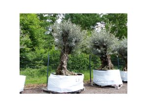 4251740125249 - genau dieser Baum L9 Olivenbaum 230 cm knorrige alte urige Olive winterhart