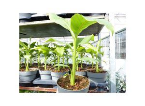 4251740124860 - Bananenstaude 4 Stück Musa Basjoo 60 - 80 cm winterhart Staude japanische Faserbanane