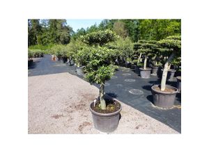 4251740125102 - Olivenbaum 4 Pon Pon Bonsai Formgehölz Gartenbonsai Olea europaea Olive winterhart