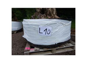 4251740125256 - genau dieser Baum L10 Olivenbaum 240 cm knorrige alte urige Olive winterhart