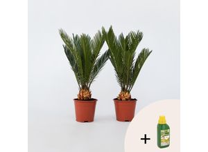 7428479335059 - Plant in a Box - Sagopalmfarn - 2 Stk - Cycas revoluta - Höhe 45-60cm - Topf 15cm