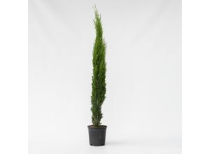 7442924138101 - Plant in a Box - Mittelmeer-Zypresse - Cupressus sempervirens - Höhe 70-80cm - Topf 19cm