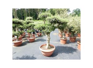 4251740125379 - Olivenbaum Pon Pon 180 cm 7 Pon Pon Bonsai Formgehölz winterhart