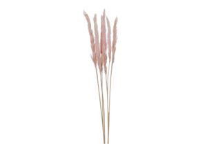 4032037787117 - Trockenblume PAMPASGRAS PINK (BHT 5x75x5 cm)