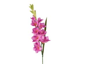8720725477988 - Kunstblume GLADIOLUS
