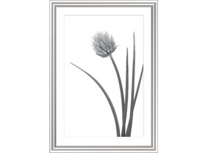 4250423812858 - - Kunststoff Bilderrahmen Elegance alu-metallic-silber 50 x 70 cm Kunststoffrahmen