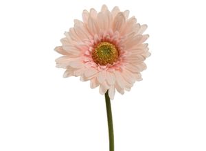 8720194514603 - Kunstblume GERBERA