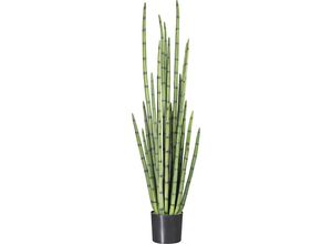 4003529230374 - Sansevieria cylindrica im Kunststofftopf Höhe 1400 mm kaiserkraft