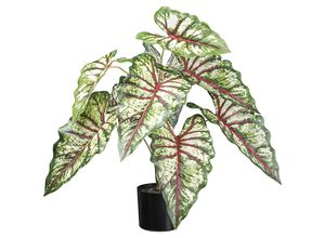 4064118139539 - Syngonium Kunststofftopf 2er-Set Höhe 660 mm kaiserkraft