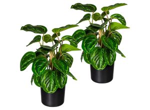 4064118889281 - Maranta VE 2 Stk Höhe 450 mm im Kunststofftopf mit Erde kaiserkraft