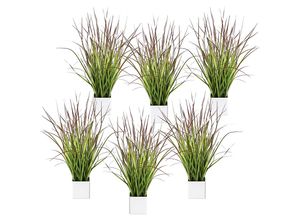 4064118880547 - Blutgras im Topf VE 6 Stk Höhe 460 mm grün-rot kaiserkraft