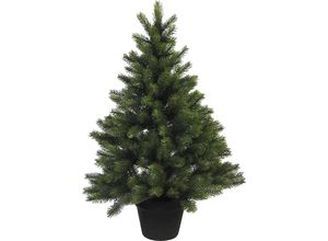4003529807378 - Zimmertanne im Topf grün Höhe 90 cm 287 Spitzen kaiserkraft