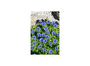 4063654296263 - Gentiana dahurica Enzian blau ca 9x9 cm Topf