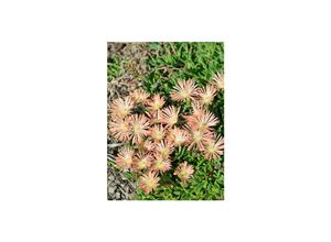 4063654292852 - Delosperma sutherlandii Peach Star Mittagsblume pfirsichfarben ca 9x9 cm Topf