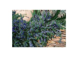 4063654309703 - Rosmarinus officinalis Corsican Blue Rosmarin blau ca 9x9 cm Topf