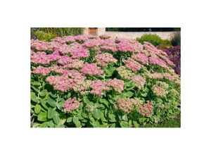 4063654311379 - Sedum spectabile Rosenteller Fetthenne rosa Blüten ca 9x9 cm Topf