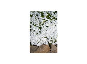 4063654259046 - Phlox douglasii White Admiral Teppichphlox weiß ca 9x9 cm Topf