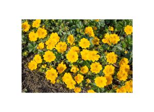 4063654308737 - Potentilla aurea Goldklumpen Fingerstrauch goldgelb ca 9x9 cm Topf
