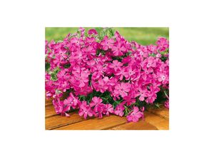 4063654307815 - Phlox subulata MacDaniels Cushion Polsterphlox rosa ca 9x9 cm Topf
