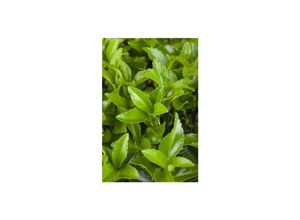 4063654267942 - Euonymus japonicus Microphyllus Green Spindelstrauch ca 9x9 cm Topf