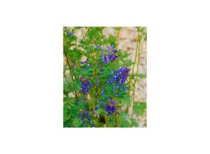 4063654292463 - Corydalis elata Spinners Lerchensporn blau ca 9x9 cm Topf