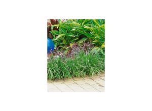 4063654303183 - Liriope muscari Evergreen Giant lilablau ca 9x9 cm Topf