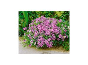 4063654307822 - Phlox subulata Moerheimii Teppichphlox rosa ca 9x9 cm Topf