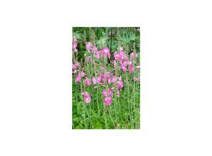 4063654312017 - Sidalcea malviflora Partygirl rosa Blüten ca 9x9 cm Topf