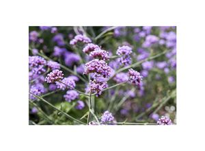 4063654259817 - Verbena bonariensis Lollipop Eisenkraut violett ca 9x9 cm Topf