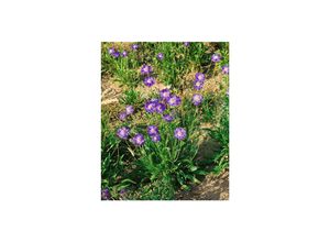 4063654310853 - Scabiosa caucasica Stäfa Skabiose hellblau ca 9x9 cm Topf