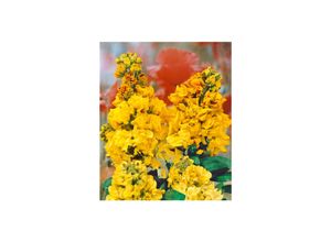 4063654295143 - Erysimum cheiri Yellow Bird Goldlack gelb ca 9x9 cm Topf