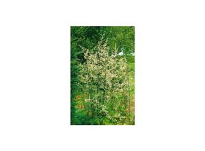 4063654287254 - Artemisia lactiflora Guizhou Silber-Edelraute ca 9x9 cm Topf