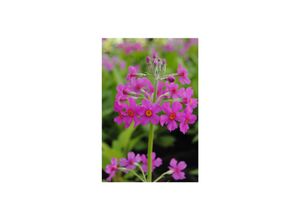 4063654259138 - Primula beesiana Etagen-Primel rosa Blüten ca 9x9 cm Topf