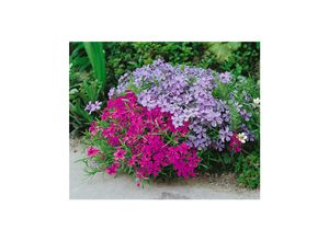 4063654259053 - Phlox subulata Atropurpurea Teppichphlox purpurrot ca 9x9 cm Topf 4063654259053 - Phlox subulata Atropurpurea Teppichphlox purpurrot ca 9x9 cm Topf