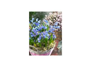 4063654310976 - Scilla siberica Spring Beauty Blaustern leuchtend blau ca 9x9 cm Topf