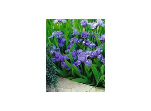 4063654301875 - Iris x barb-nana Pepita Zwergiris gelb ca 9x9 cm Topf