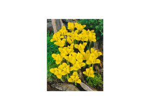 4063654300823 - Iris danfordiae Zwerg-Iris gelb ca 9x9 cm Topf 4063654300823 - Iris danfordiae Zwerg-Iris gelb ca 9x9 cm Topf