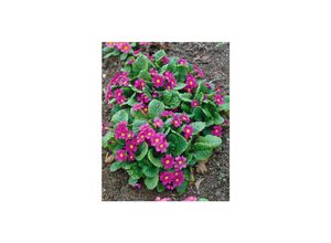 4063654309024 - Primula x pruhoniciana Perle von Bottrop rosa Blüten ca 9x9 cm Topf