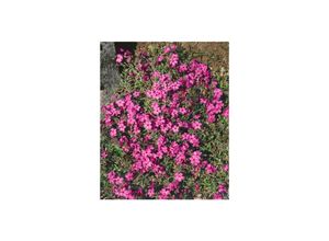 4063654307723 - Phlox stolonifera Home Fires Teppich-Phlox rosa ca 9x9 cm Topf