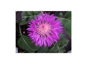 4063654291367 - Centaurea hypoleuca John Coutts Flockenblume rosa ca 9x9 cm Topf