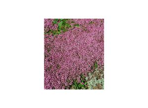 4063654313137 - Thymus serpyllum Pink Chintz Sand-Thymian rosa ca 9x9 cm Topf