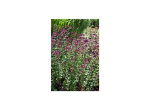 4063654305866 - Origanum laevigatum Rosenkuppel Oregano rosa Blüten ca 9x9 cm Topf