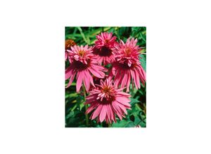 4063654294139 - Echinacea purpurea Doppeldecker Sonnenhut rosa ca 9x9 cm Topf