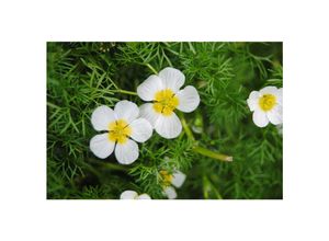 4063654309413 - Ranunculus aquatilis Wasserhahnenfuß ca 9x9 cm Topf